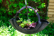 A Run Down Garden Free Stock Photo - Public Domain Pictures