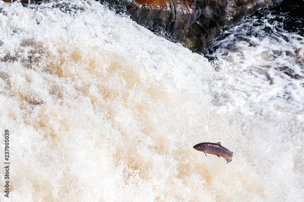 Large Atlantic salmon leaping up the waterfall on their way migration ...