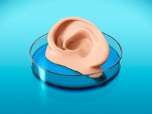 Human Ear Free Stock Photo - Public Domain Pictures