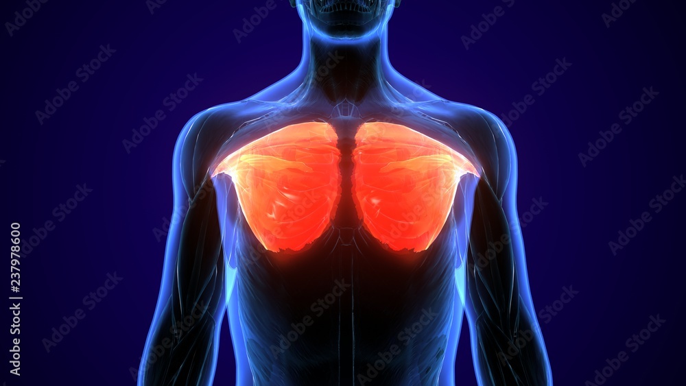 3D illustration of Pectoralis Major, Part of Muscle Anatomy. Stock ...