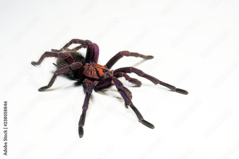 Haiti-Vogelspinne (Phormictopus cancerides) - Hispaniolan giant ...