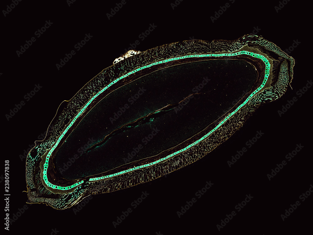 cucurbita pepo pumpkin seed - cross section cut under the microscope ...