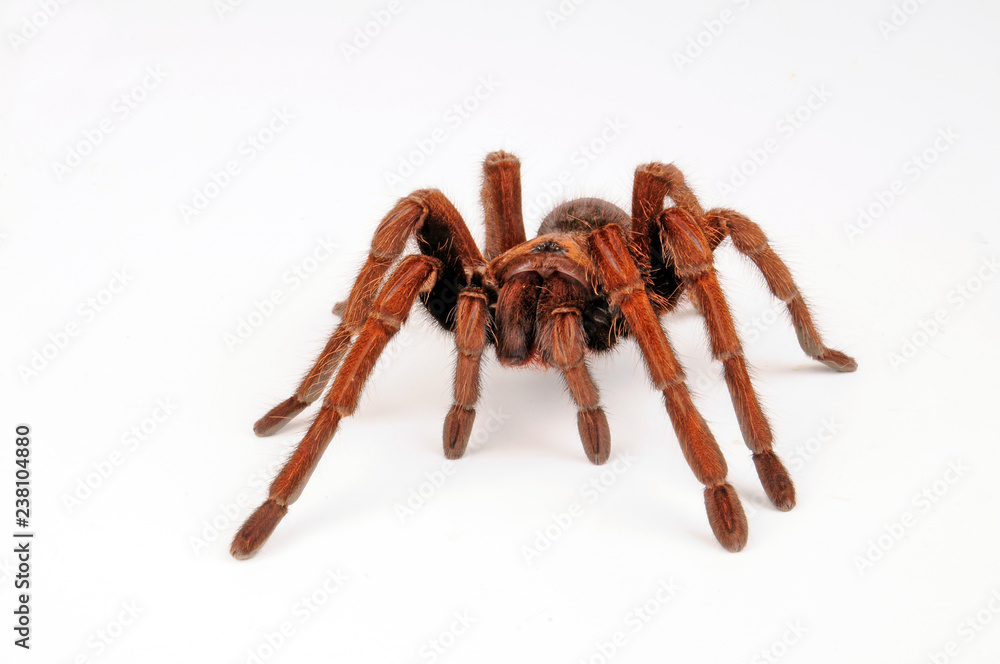 Haiti-Vogelspinne (Phormictopus cancerides) - Hispaniolan giant ...