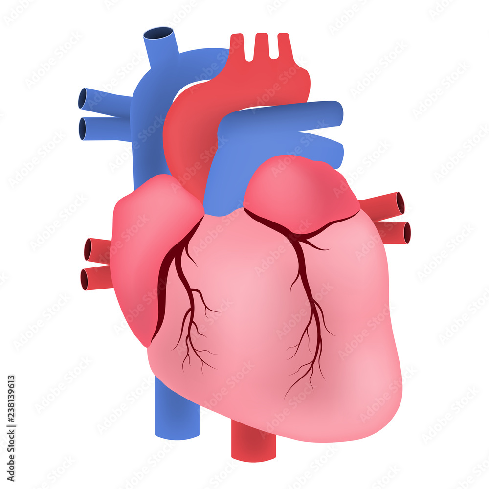 Human heart anatomyม Educational diagram showing blood flow with main ...