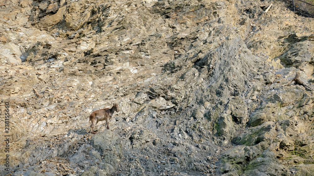 dark brown male himalayan tahr on the rock hill. It is a wild goat and ...