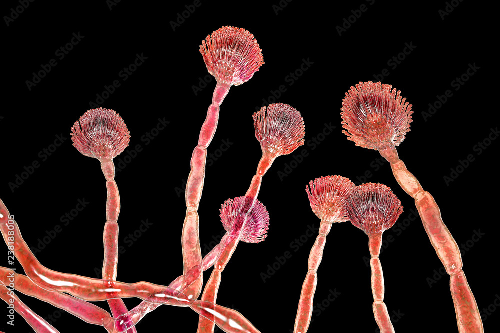 Fungus Aspergillus flavus, 3D illustration. It is the major producer of ...