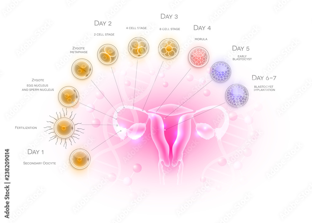 Female reproductive organs uterus and ovaries ovulation, fertilization ...