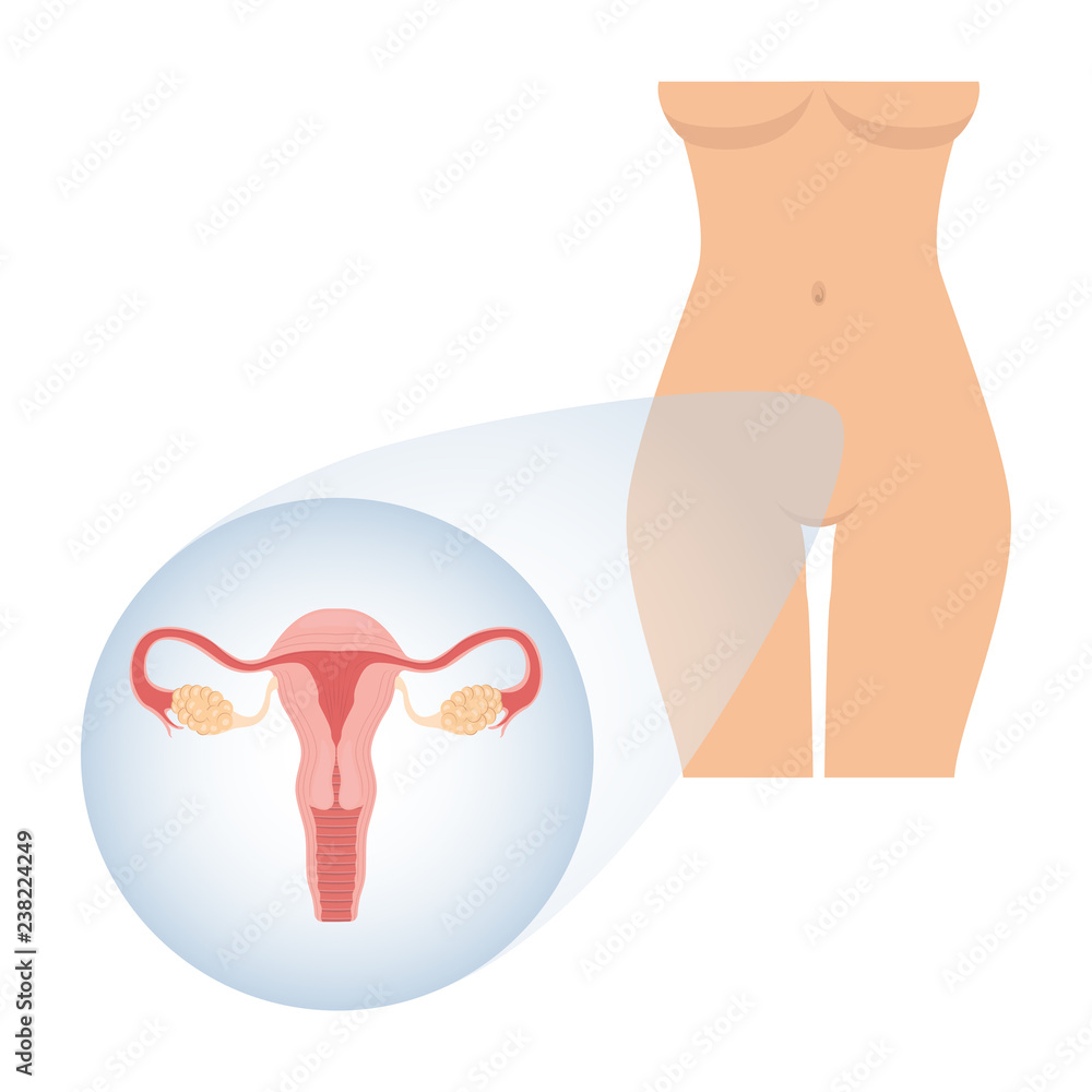 Human anatomy Female reproductive system, female reproductive organs. Organs location scheme ...