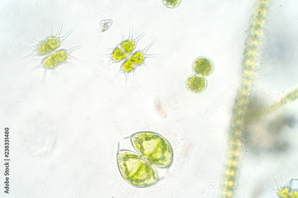 Freshwater aquatic plankton under microscope view Stock Photo | Adobe Stock