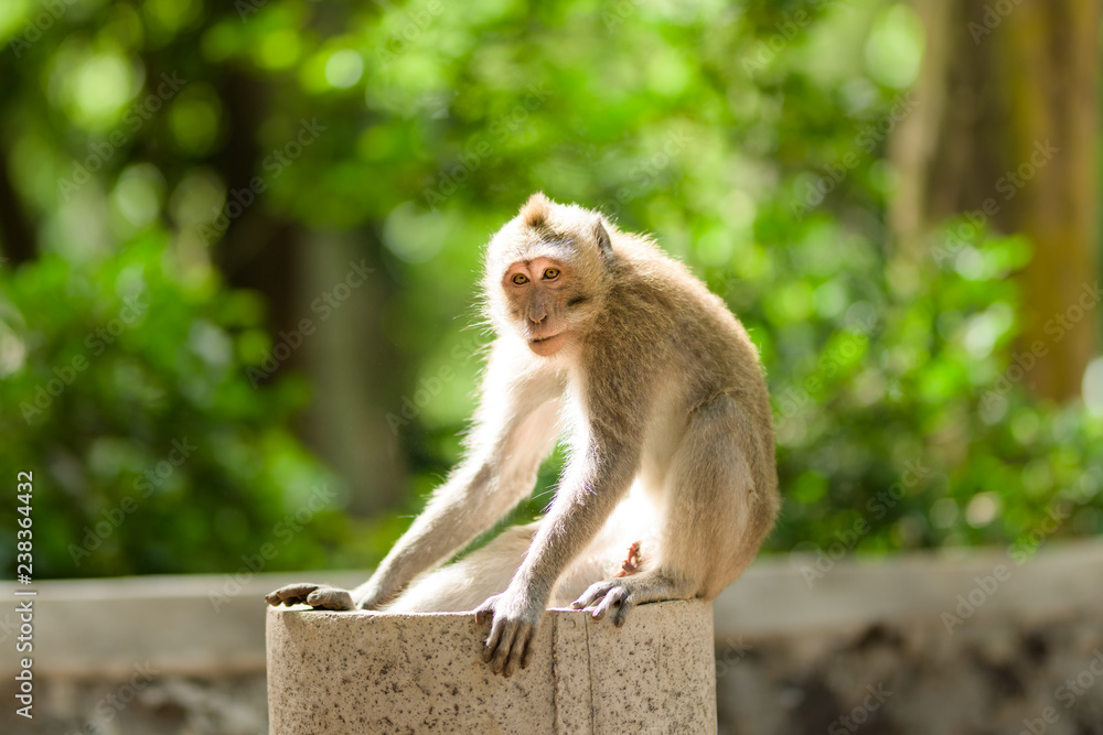 Long-tailed macaque monkeys roam free amongst the balinese Hindu ...