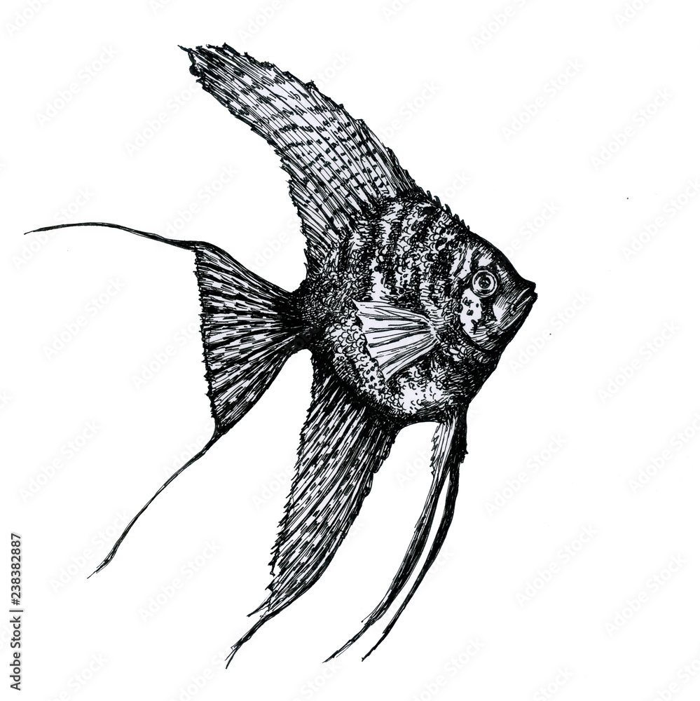 Fish Pterophyllum scalare, aquarium drawing. Stock Illustration | Adobe ...