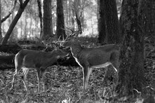 Two White-tailed Bucks Fighting Free Stock Photo - Public Domain Pictures