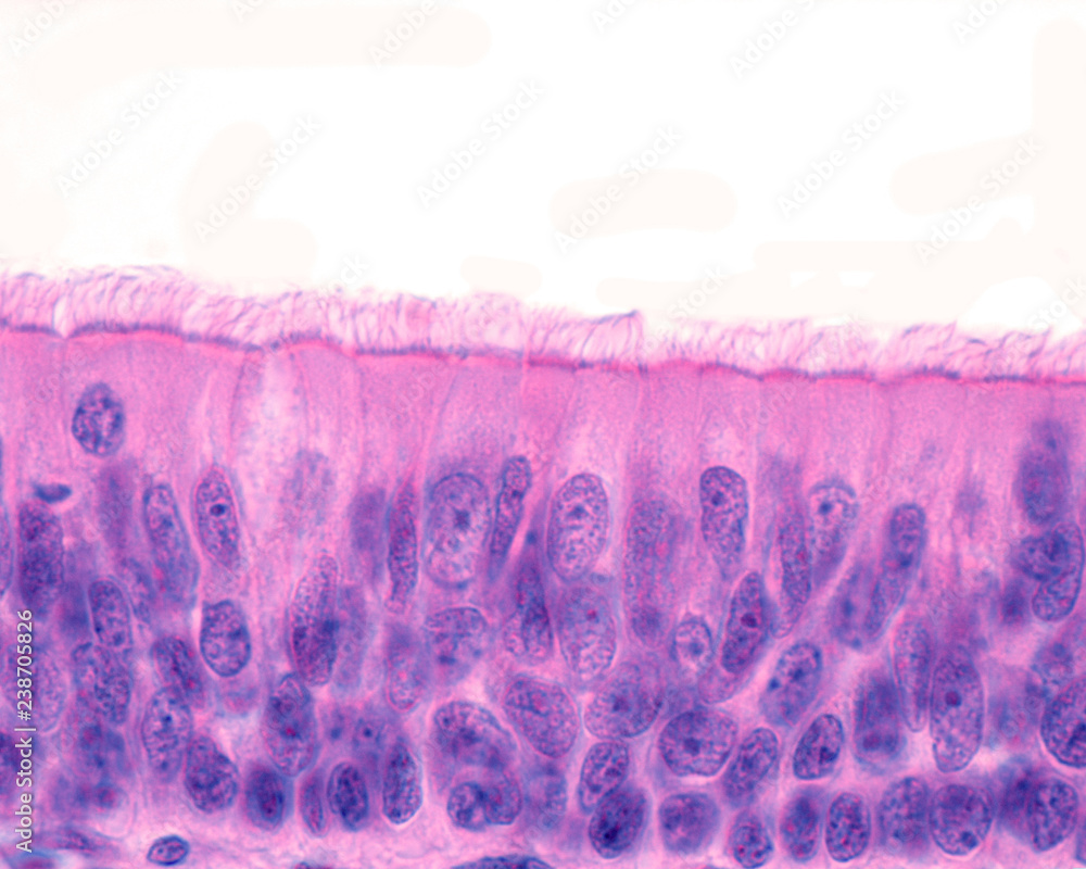 Foto de Stock Ciliated pseudostratified columnar epithelium | Adobe Stock