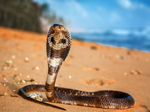 Cobra Free Stock Photo - Public Domain Pictures