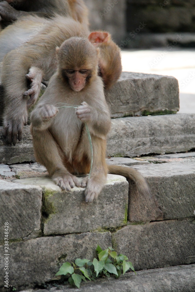 Asian small monkeys and their children sitting, playing, scratching and ...