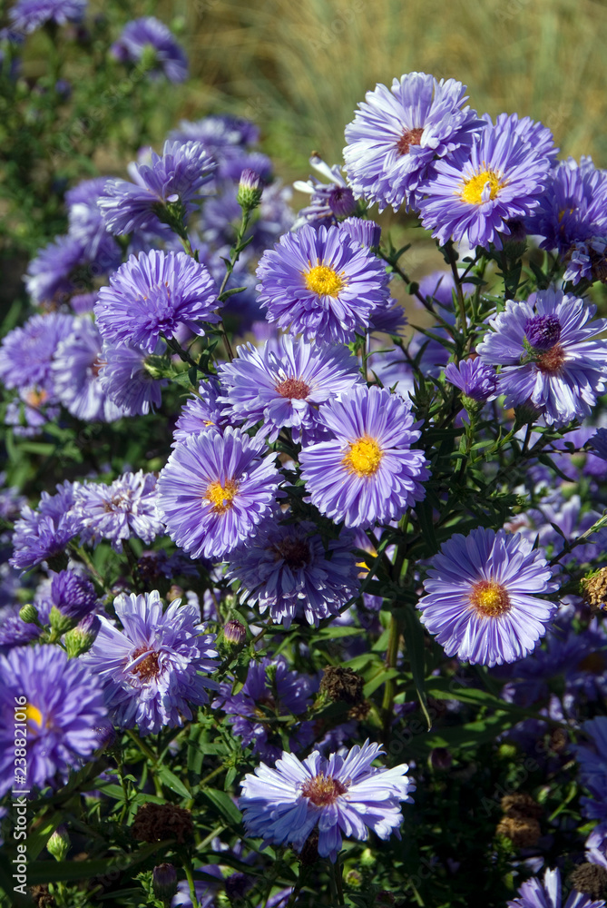 Aster Novi Belgii Marie Ballard Stock Photo | Adobe Stock