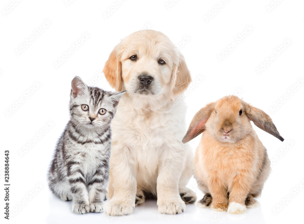 Cat, dog and rabbit sitting together in front view. isolated on white ...