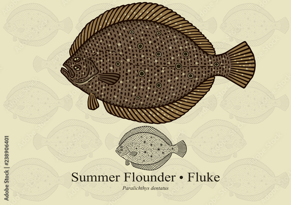 Summer Flounder. Vector illustration with refined details and optimized ...