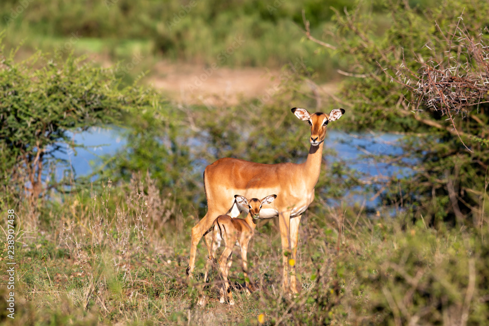 imapala mother and baby at the border of the Sabie River in Kruger ...