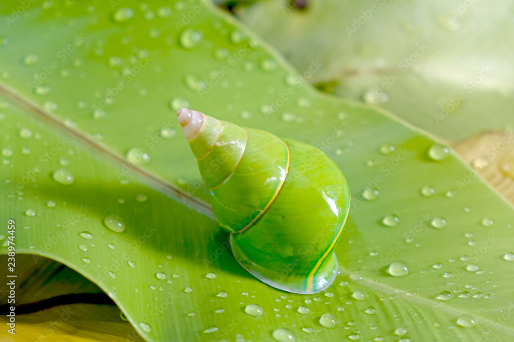 Emerald green snail or Green tree snail, scientific name : Papustyla ...