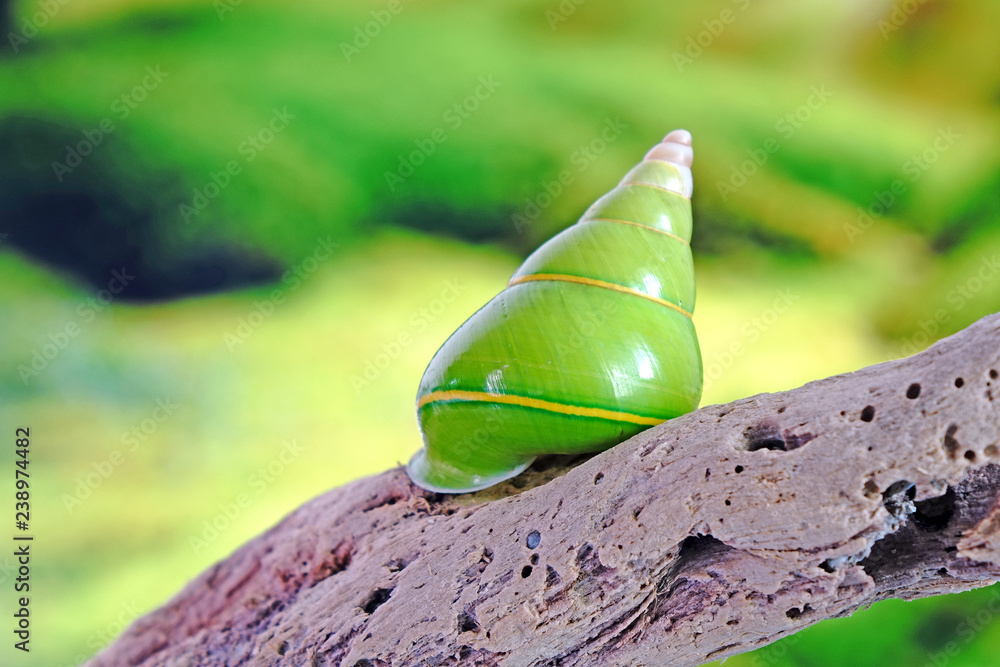 Foto stock di Emerald green snail or Green tree snail, scientific name ...