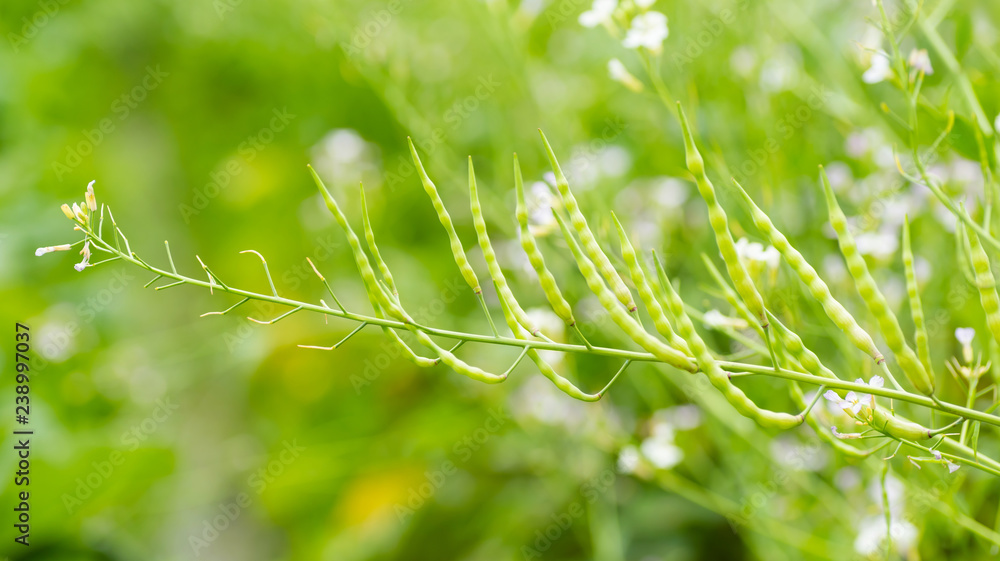 Rat-tailed Radish, Serpent radish or Tail-pod radish (Raphanus caudatus ...