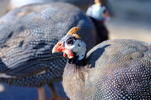 Helmeted Guinea Fowl Close-up Free Stock Photo - Public Domain Pictures