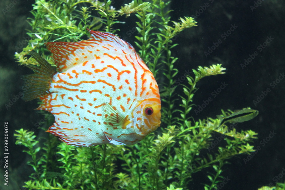 Spotted Fish in Aquarium Stock Photo | Adobe Stock