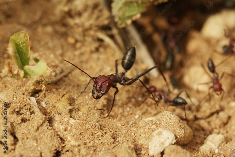 Cataglyphis ants on hunt. A large insect species occurring in warm ...