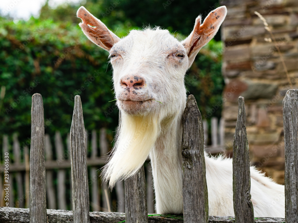 Happy white-bearded billy goat chewing on tasty fresh green grass Stock ...