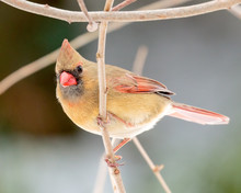 Female Cardinal In Snow Close-up Free Stock Photo - Public Domain Pictures