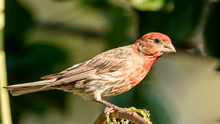 Purple House Finch Flying In Free Stock Photo - Public Domain Pictures