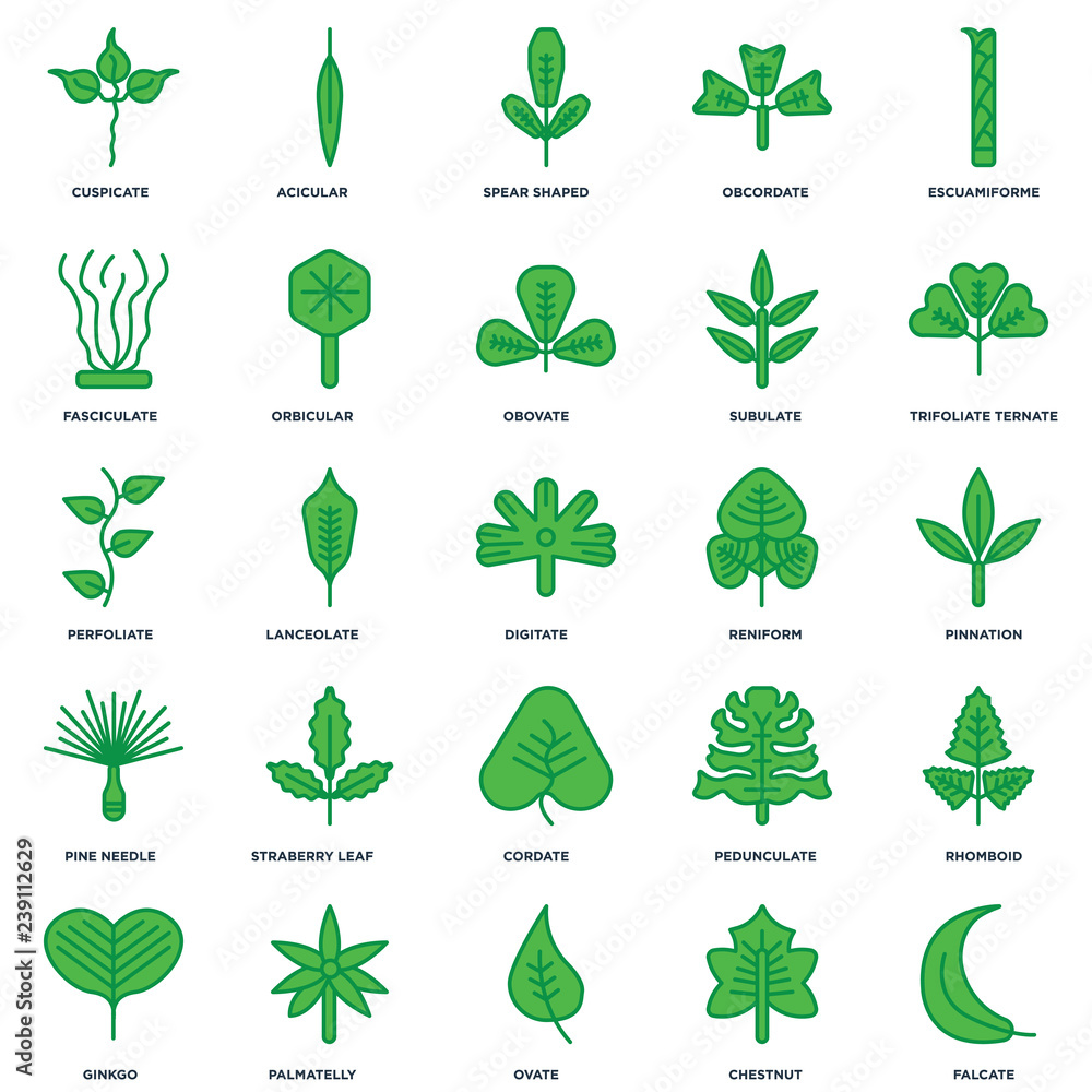 Set Of 25 icons such as Falcate, Chestnut, Ovate, Palmatelly, Ginkgo ...
