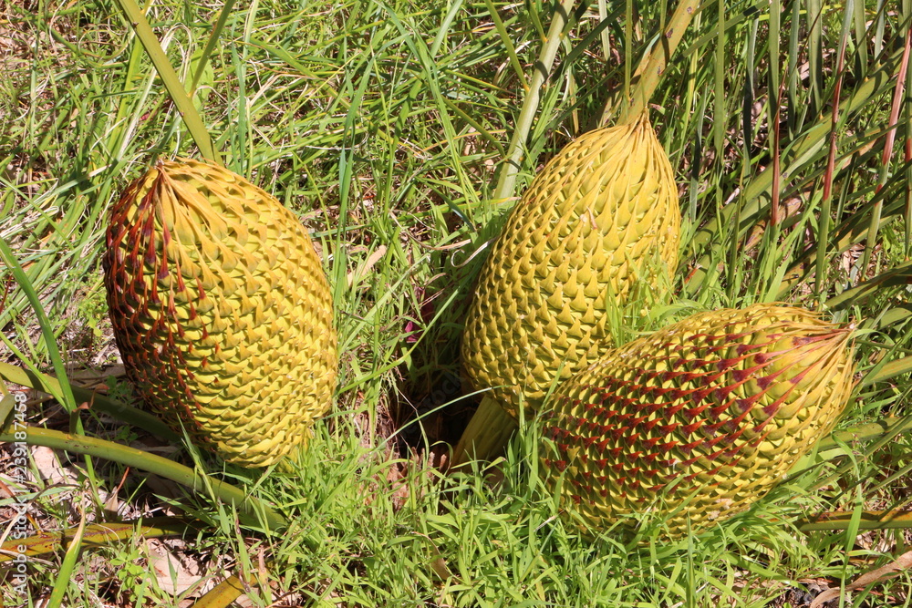 Pollen cones of a zamia palm (Macrozamia riedlei) is a species of cycad ...