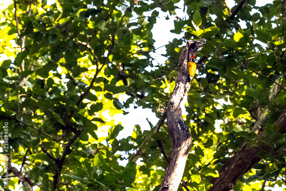 Black-rumped flameback (Dinopium benghalense), also known as the lesser ...