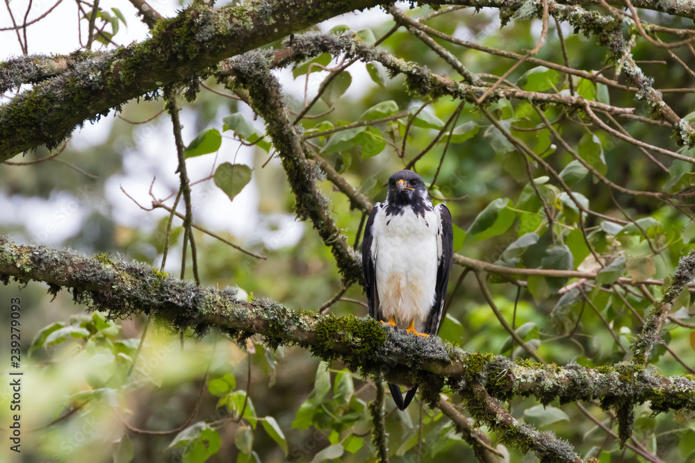 Augur buzzard African bird of prey in black white at Ngorongoro Crater ...