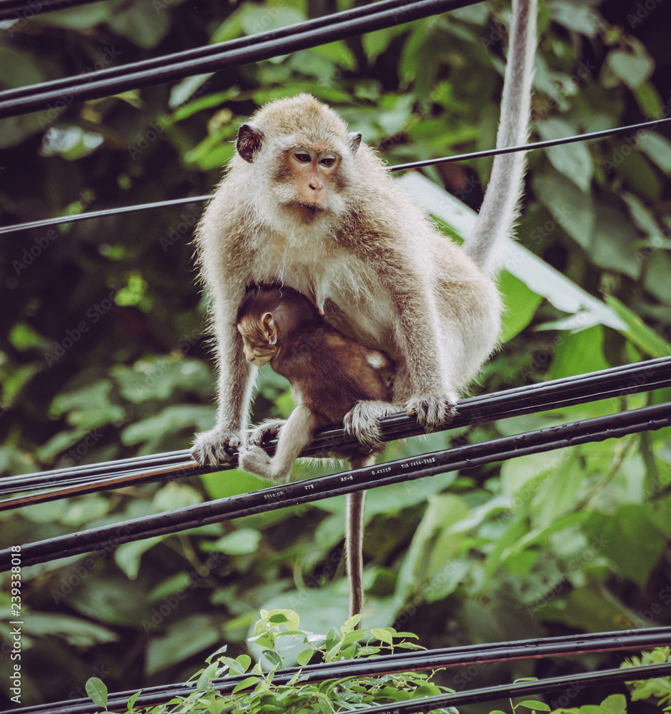 Monkey with baby sitting on electricity wires in Thailand. Stock Photo ...