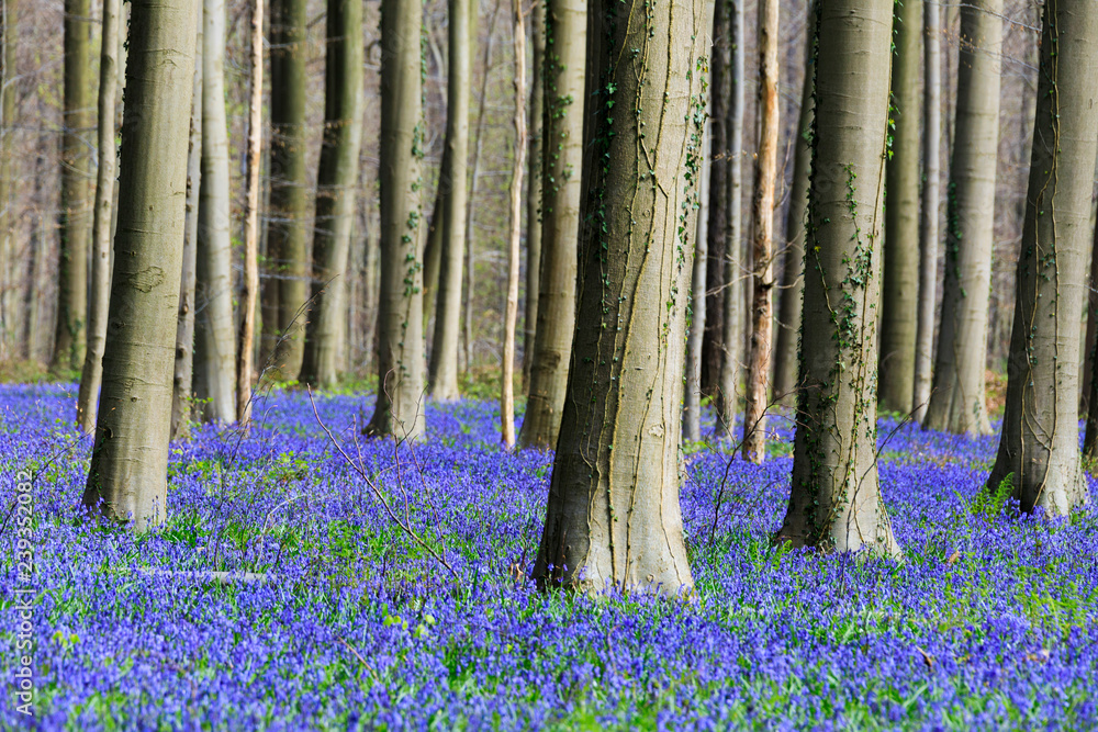 Stock-Foto „Purple carpet of blooming bluebells framed by trunks of the ...