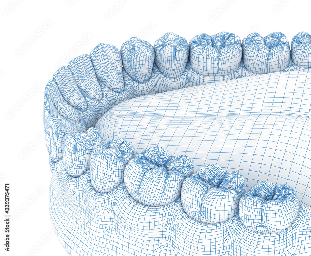 Morphology of mandibular human gum and teeth. Wire 3d model ...