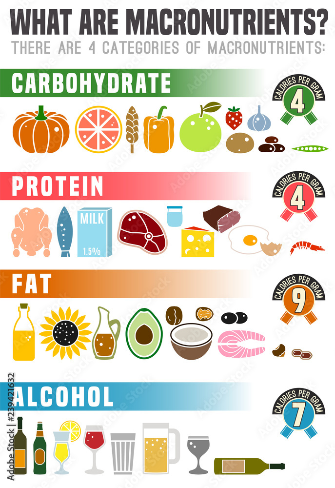 Main food groups macronutrients Stock Vector | Adobe Stock