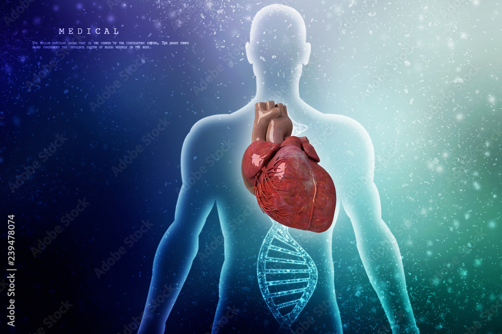 3d illustration Anatomy of Human Heart Stock Illustration | Adobe Stock