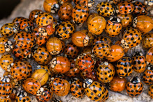 Ladybugs Overwinter Beetles Free Stock Photo - Public Domain Pictures