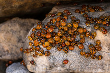Ladybugs Overwinter Beetles Free Stock Photo - Public Domain Pictures
