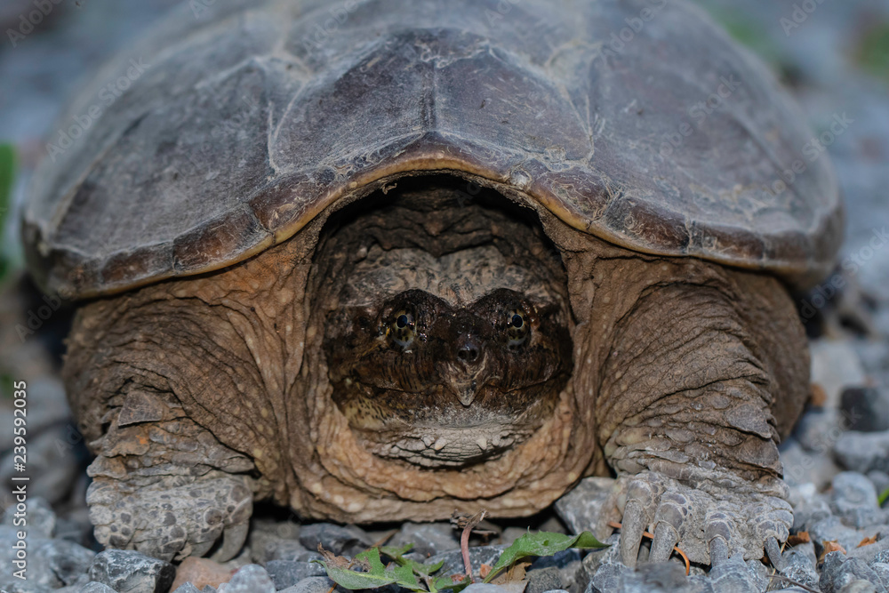 Common snapping turtle - Chelydra serpentina Stock Photo | Adobe Stock