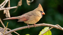 Female Northern Cardinal Close-up Free Stock Photo - Public Domain Pictures