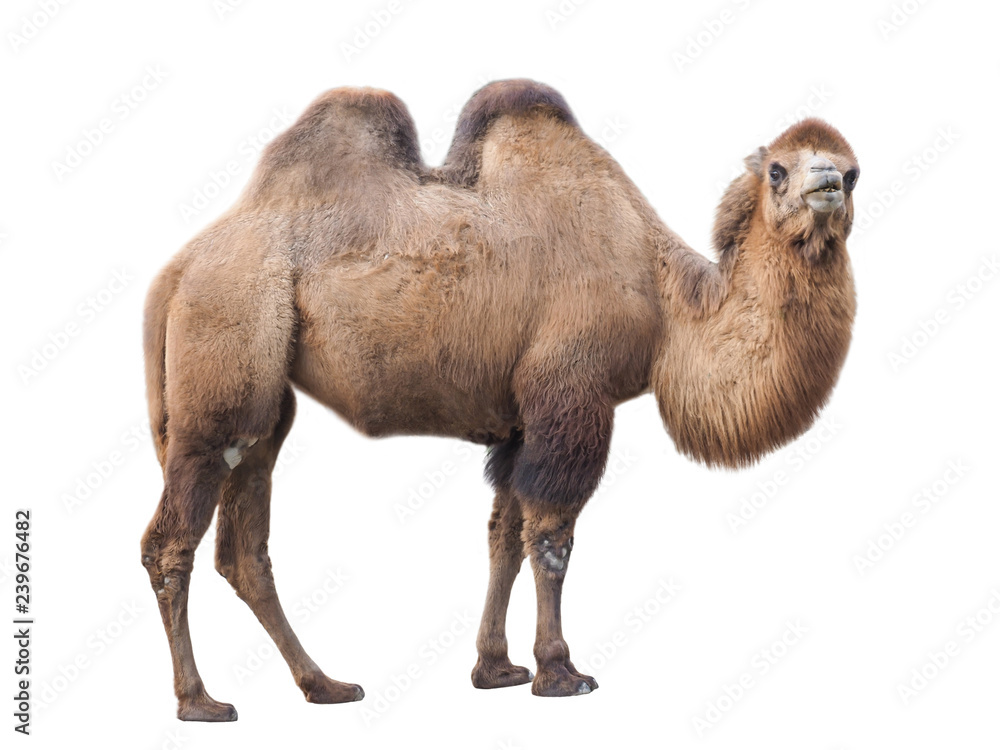 Bactrian camel (Camelus bactrianus), isolated on White background の ...