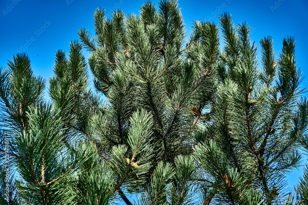 Branches of a black Austrian pine (lat. Pinus nigra) with needles cones ...