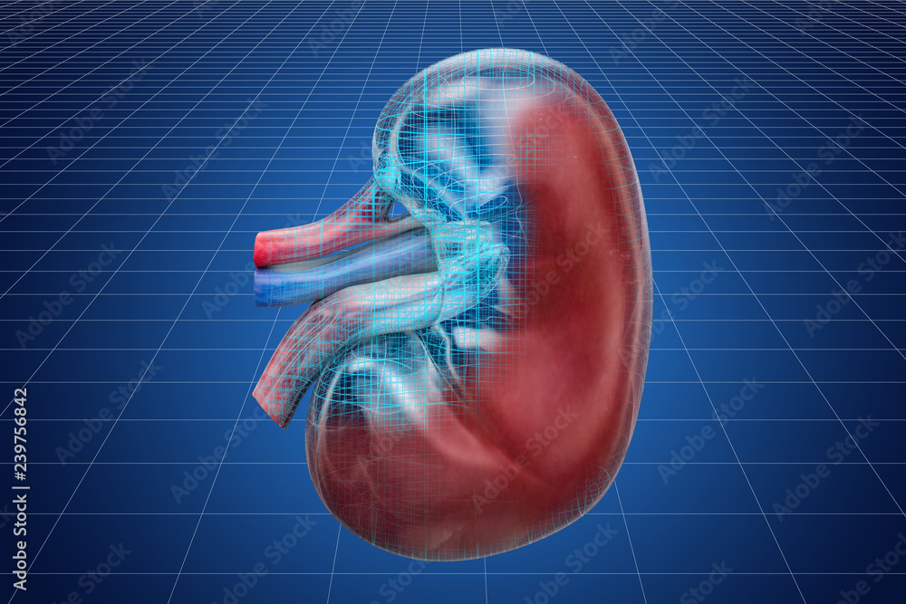 Visualization 3d cad model of human kidney, 3D rendering Stock ...