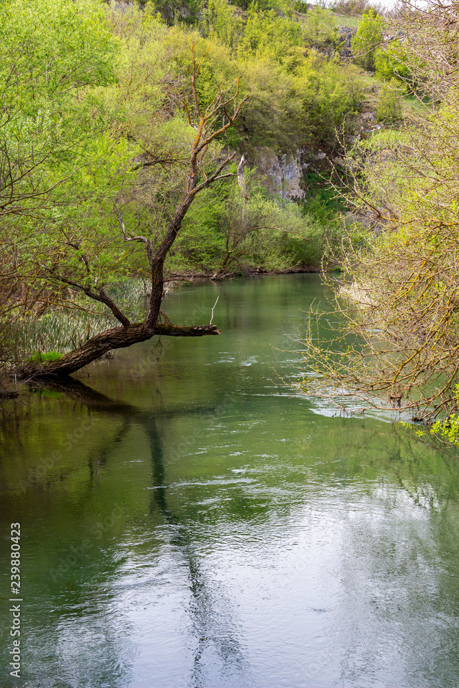 Zlatna Panega River spring view with a dead tree at Iskar-Panega Eco ...
