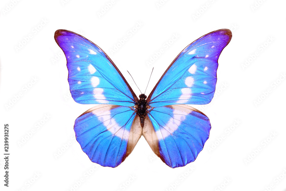 Стоковое фото «Butterfly : Blue Morpho Butterfly (Morpho Helena ...